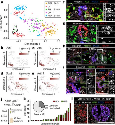 Scrna Seq Identifies A Distinct Progenitor Subpopulation In The Pb Download Scientific Diagram