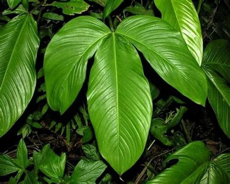 106 Popular Philodendron Types Best Varieties For Your Home