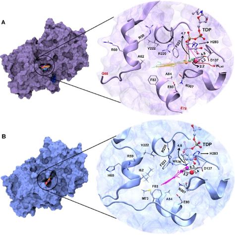 Scheme 1 Glycosyltransferases Gts Catalyze The Glycosyl Group