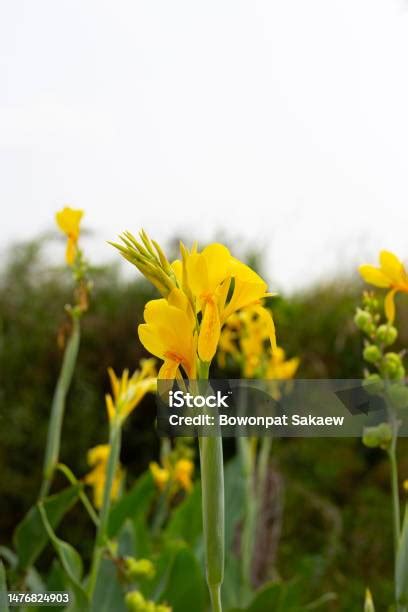 Bunga Ganyong Yang Indah Dengan Daun Hijau Di Taman Foto Stok Unduh Gambar Sekarang Istock