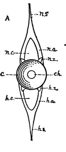 Chondrichthyes Anatomy Flashcards Quizlet