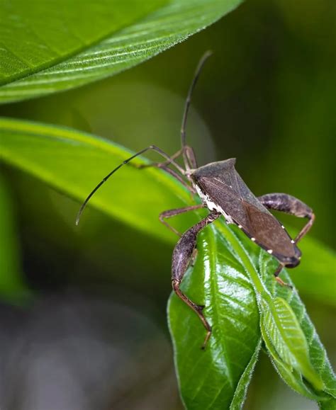 Stink Bug Spiritual Meaning 9 Signs From The Heaven