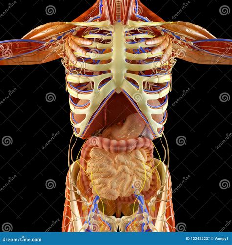 Intestine Digestive System Stomach Esophagus Duodenum Colon With Elongated Shade Human