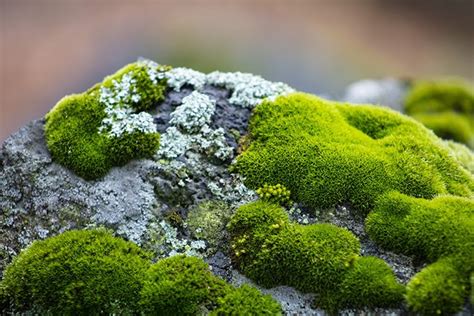 Gardening With Moss Horticulture