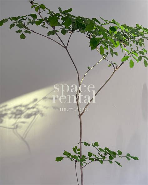 무무히어 Summer Vibeㅡhula Oneday Class 움직이는 시 훌라 무무히어 여름 바이브 훌라 원데이 클래스 하와이 전통 춤 ‘훌라를 통해 몸과 마음에