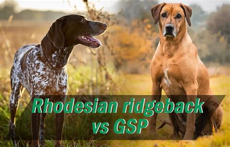 Rhodesian Ridgeback Vs German Shorthaired Pointer GSP Owners