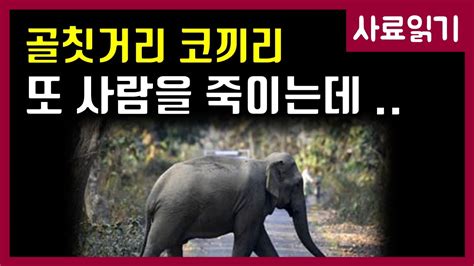 조선에 온 코끼리의 운명 [사료읽기] 53화 Youtube