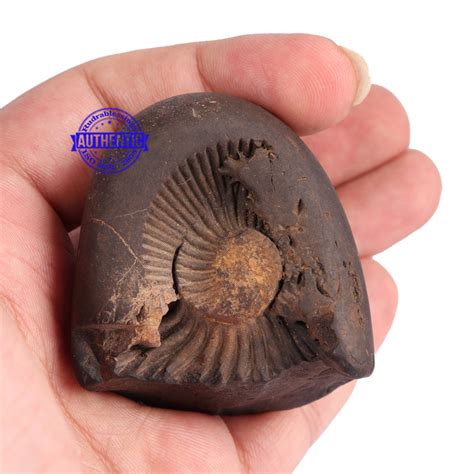 Shaligram 64 Rudra And Sons
