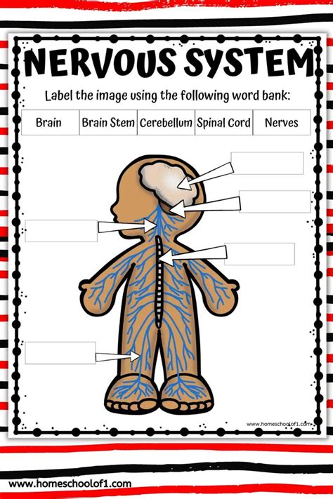 Free Nervous System Labeling Worksheet Nervous System Diagram
