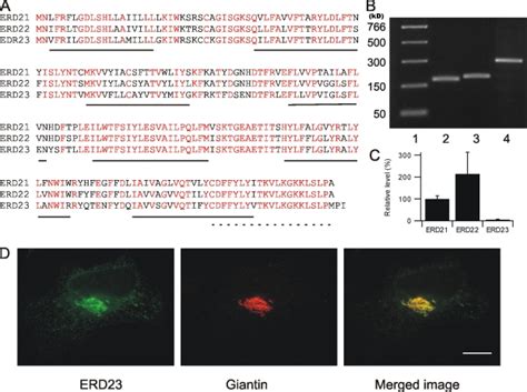 The Three Kdel Receptors Found In Human Cells A Alignment Of The Download Scientific Diagram