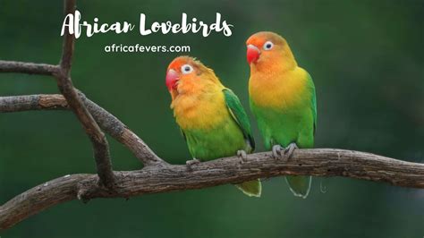 The 16 Most Common African Savanna Birds For Birdwatching Sharing My