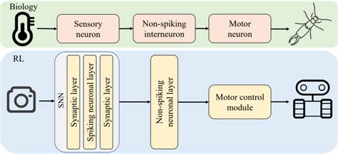 논문 리뷰 Fully Spiking Actor Network With Intra Layer Connections For Reinforcement Learning
