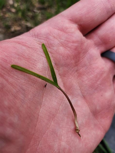 Help Identifying Plantweed Rhomemaintenance