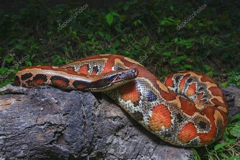 Pitón De Sangre De Sumatra Pitón Brongersmai Comúnmente Conocida
