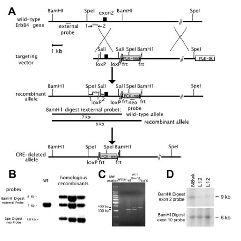 Prlr Signaling In Mammary Glands At Late Pregnancy Erbb4 Floxflox Download Scientific Diagram