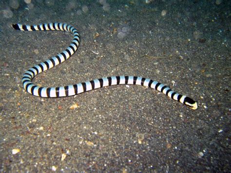 Black Banded Sea Krait L Remarkable Our Breathing Planet