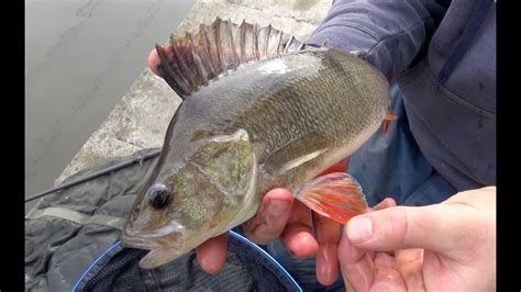 Perch Fishing Rigs Tips And Tactics Youtube