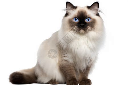 可爱的宠物猫高清图片下载 正版图片600284899 摄图网