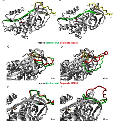 Homology Modeling And Molecular Dynamics Md Simulation Of Mouse Download Scientific Diagram