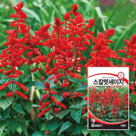 스칼렛세이지 500립 Worldseed Mall