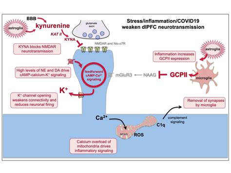 The Effects Of Stress And Inflammation On Dlpfc Networks Download Scientific Diagram