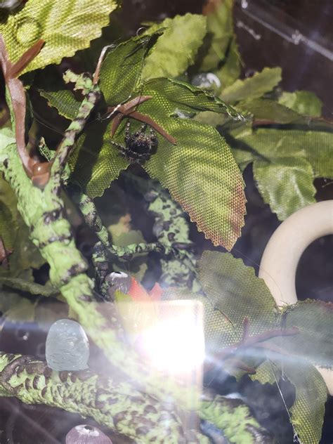 Can Anyone Tell The Sex Of My Jumping Spider And If They Are Hungry R Spiders