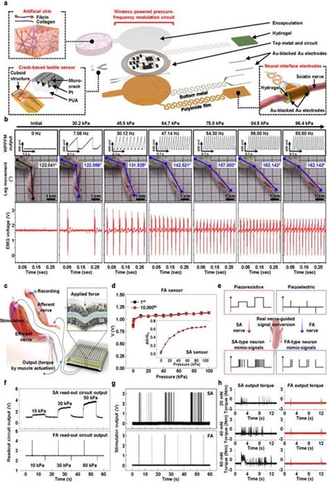 Biomimic And Bioinspired Soft Neuromorphic Tactile Sensory System