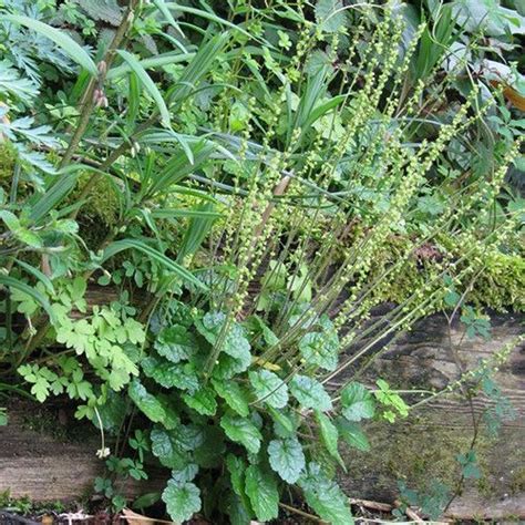 Mitella Breweri Seeds Plants Flowers Perennials Flower Seeds