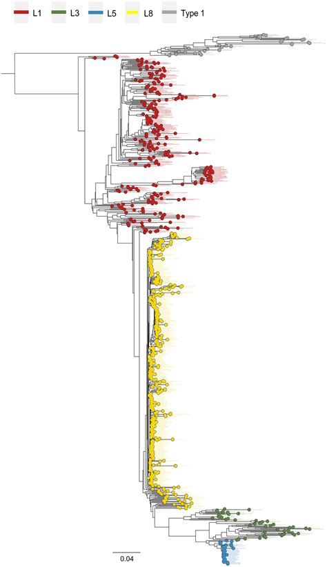 frontiers comparing the molecular evolution and recombination patterns of predominant prrsv 2