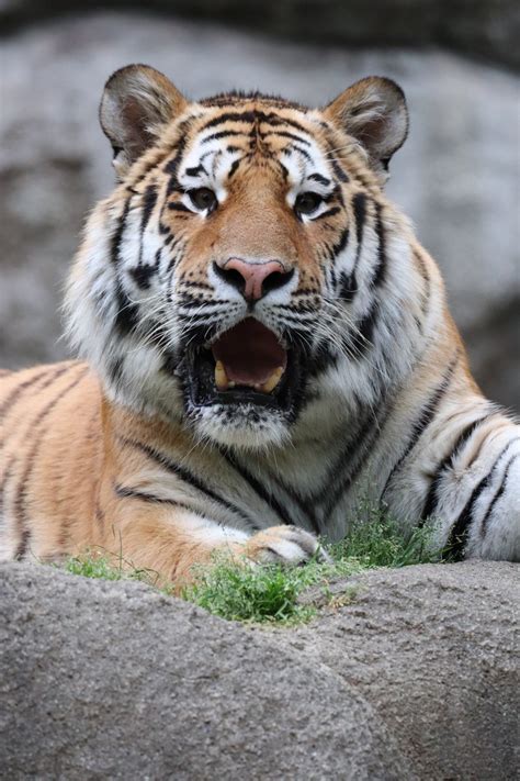 浜松市動物園【公式】 On Twitter アムールトラ（アース）の搬出について Zmii4ub1up