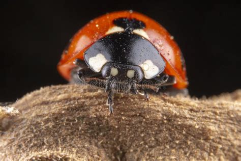 Tiny Red Ladybug With 4 Spots On Brown Leaf Stock Image Image Of