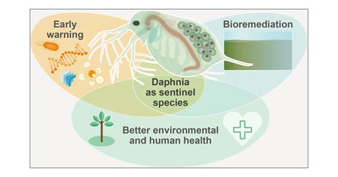 Daphnia Magna Life Cycle