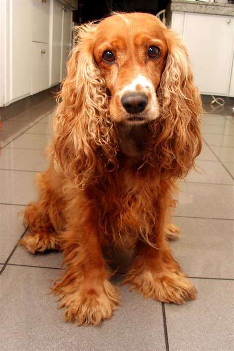 English Cocker Spaniel Breeders In The Usa With Puppies For Sale