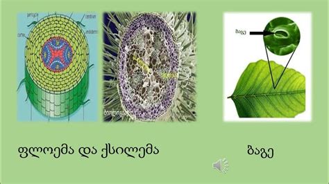 მცენარეთა სამეფო Youtube