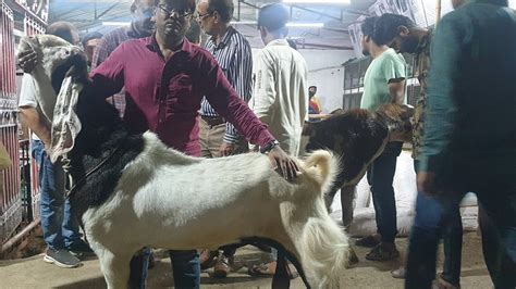 Huge Hyderabadi Bakra At Asif Std Star Goats Ubaid Bhai Ka Pala Hua