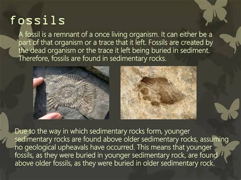 Fossil Evidence Of Evolution Examples