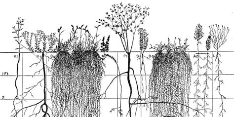 Prairie Grass A Jewel Among Kernels Crops Soil Small Farmer S