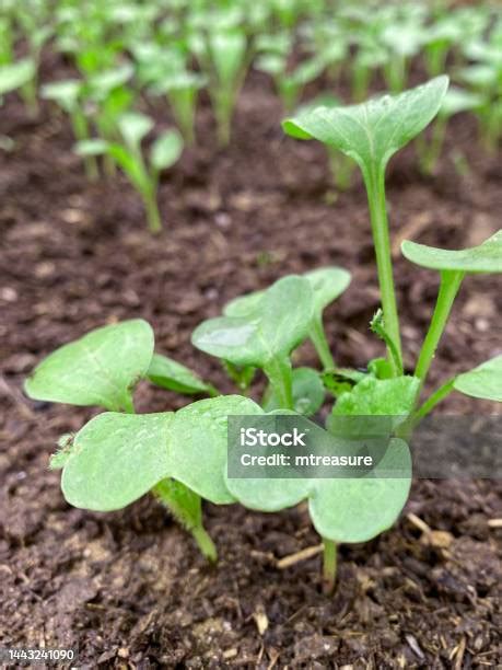 무 묘목 건조 퇴비 열악한 토양 상태 전경에 초점 심어진 채소밭 침대의 클로즈업 이미지 0명에 대한 스톡 사진 및 기타 이미지 Istock