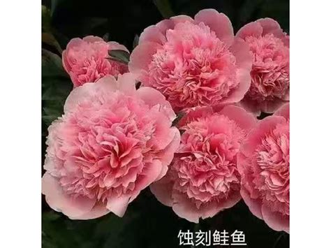 菏泽芳华园艺花卉有限公司 芍药苗 早期芍药 中期芍药 晚期芍药