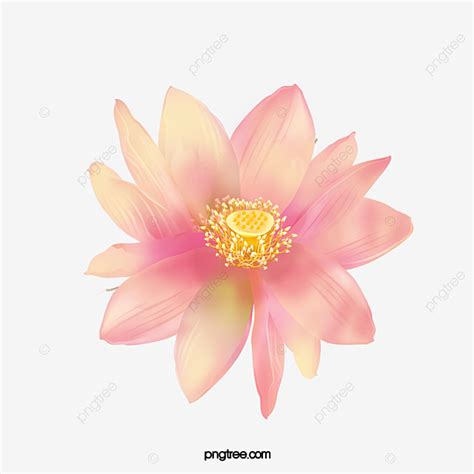 벡터 연꽃 일러스트 연꽃 핑크 연꽃 자유형 Png 일러스트 및 Psd 이미지 무료 다운로드 Pngtree