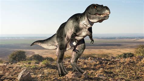 T Rex Idle Animated Rigged 3d Model 179 Max Free3d