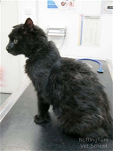 Hyperthyroidism In Cats Cat World