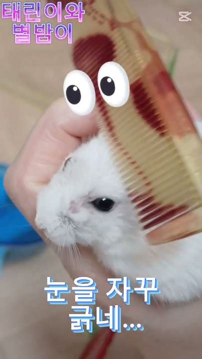 우리 귀요미 햄스터 별이의 털 빗질 시켜주깅~~~ 햄스터 빗질 힐링 쇼츠 Youtube