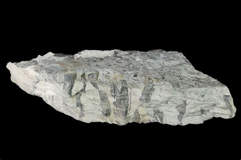 6 4 Fossil Lycopod Tree Root Stigmaria Kentucky 143721 For Sale
