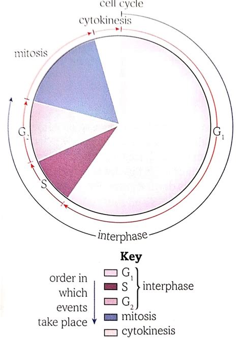 Diagram Of A Level Biology Topic Chapter Quizlet