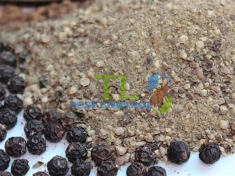 5 Cách Diệt Kiến Đen Trong Nhà Hiệu Quả An Toàn Và Dễ Thực Hiện