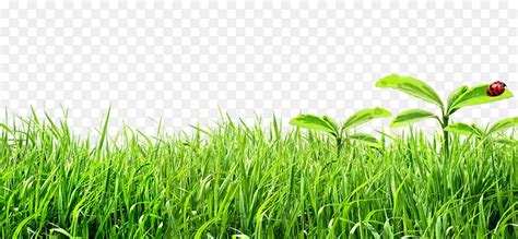 春天绿色青草小苗png图片素材下载图片编号ywdmwxrq 免抠素材网