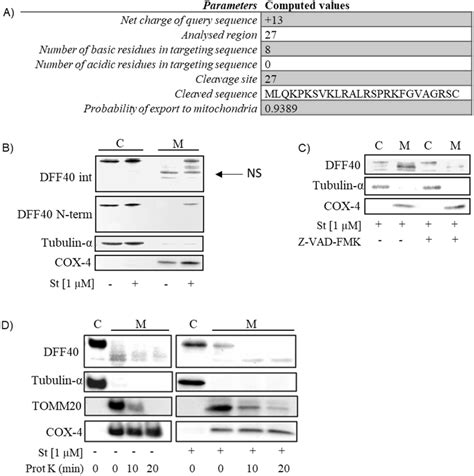 Evidence Of Dff40 In Mitochondria Of Apoptotic Jurkat Cellsa