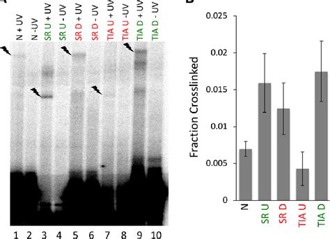 U1 Snrna Psoralen Crosslinking Efficiency To The 5 ′ Splice Site Of