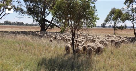 들판에서 풀을 뜯는 양 떼 사진 Unsplash의 무료 오스트레일리아 이미지